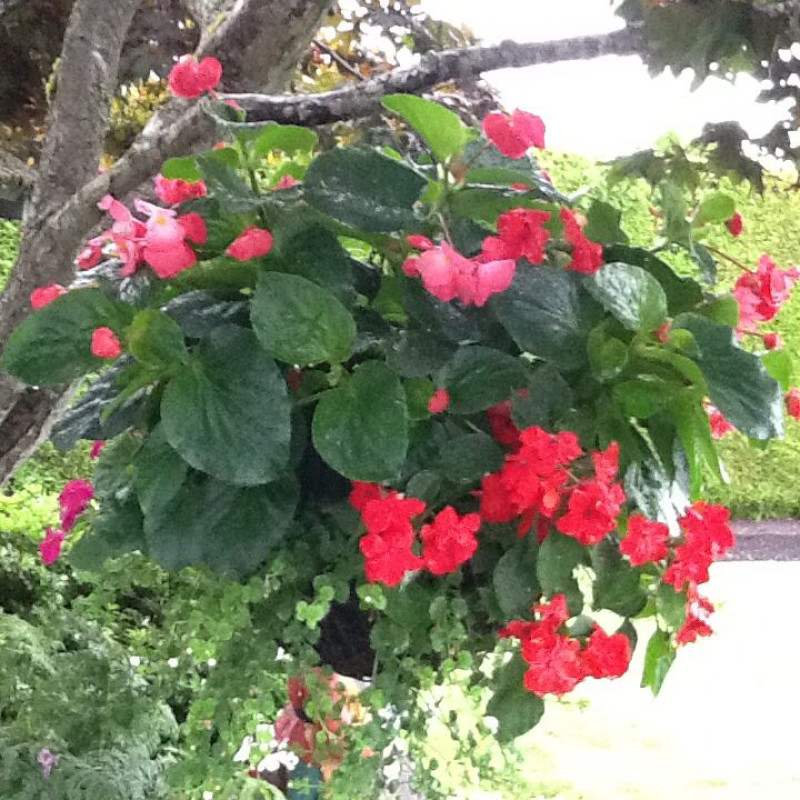 Begonia - Dragon Wing - Red - 10 inch hanging basket