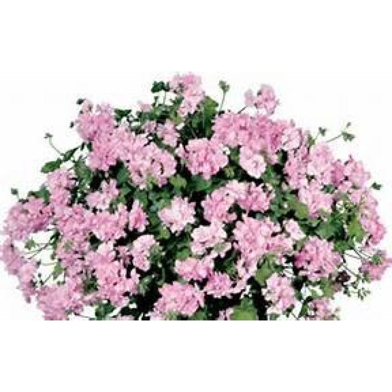 Geranium - Pink - 10 inch hanging basket