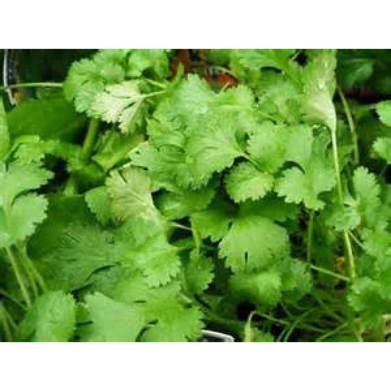 Cilantro - 4 inch pot