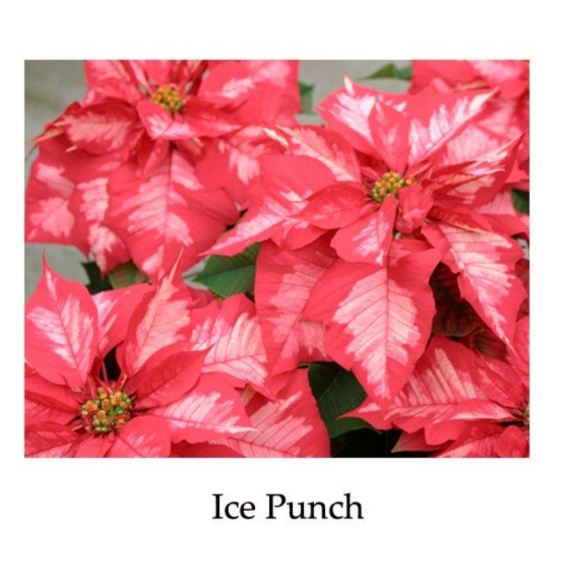 Poinsettia Ice Punch - large, triple