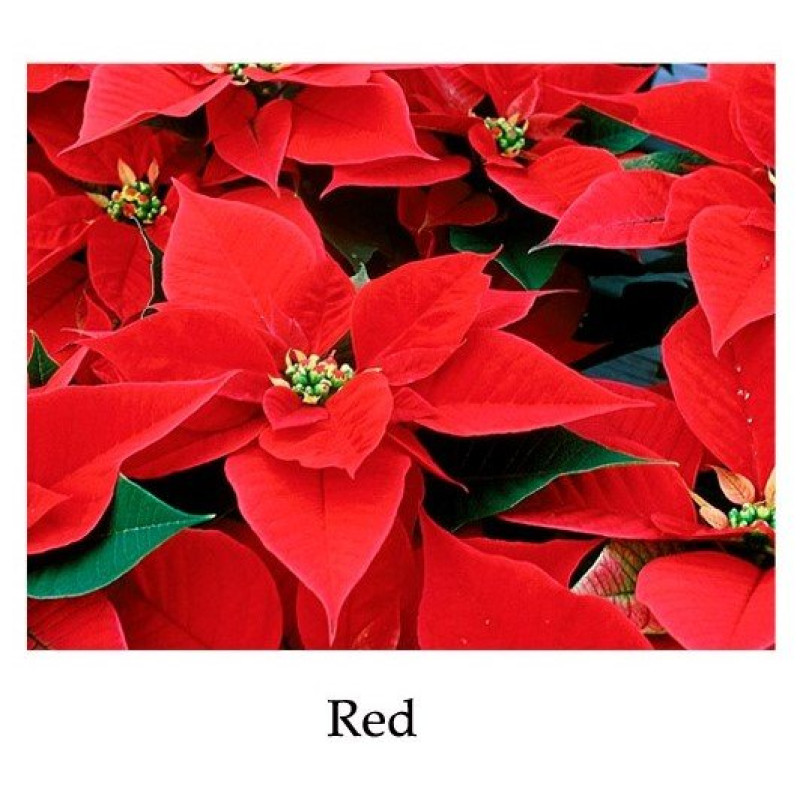 Poinsettia Red - regular, single