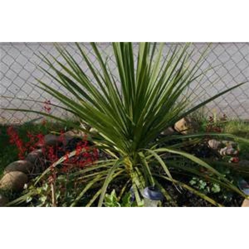 Spike plant - 4 inch pot