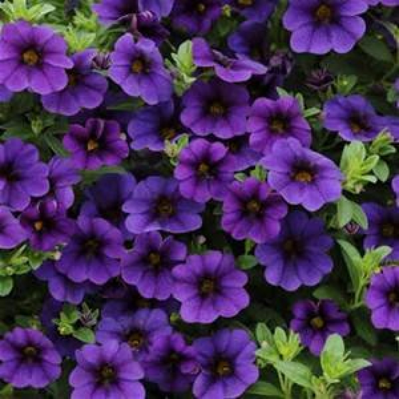 Calibrachoa - Million Bells - Blue - 10 inch hanging basket
